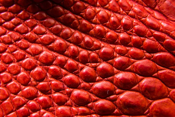 Freshwater crocodile belly skin texture background. Stock Photo by ...