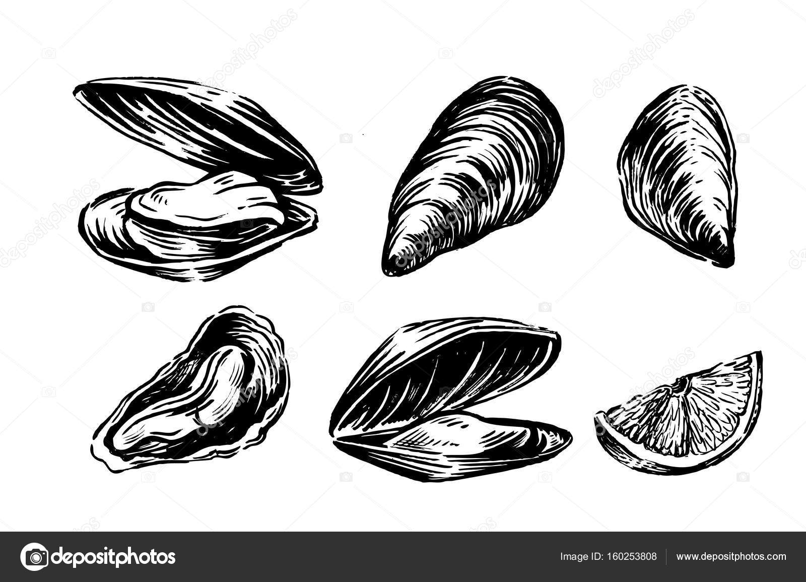 Vector mussel set Stock Vector by ©bioraven 160253808