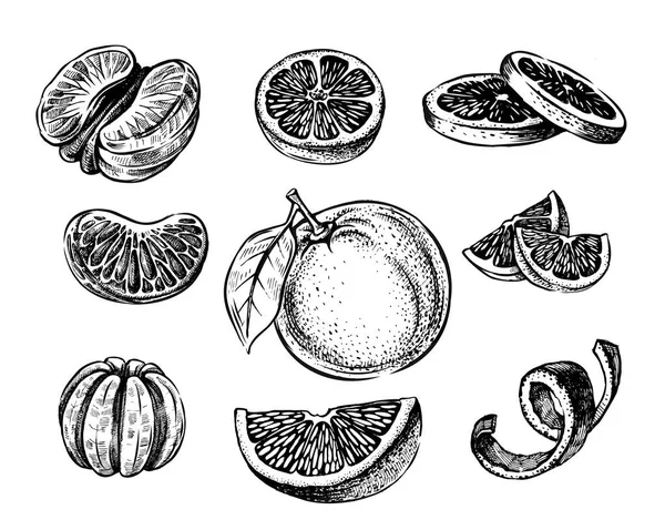 Engraved Vector Art Stock Images | Depositphotos