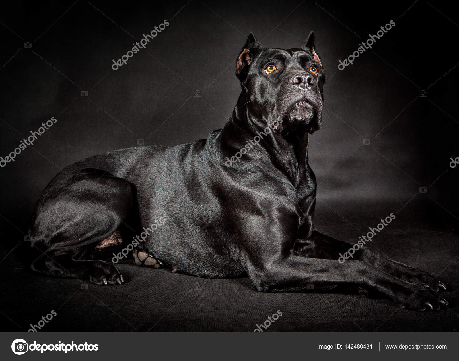 Cane Corso Black Puppy