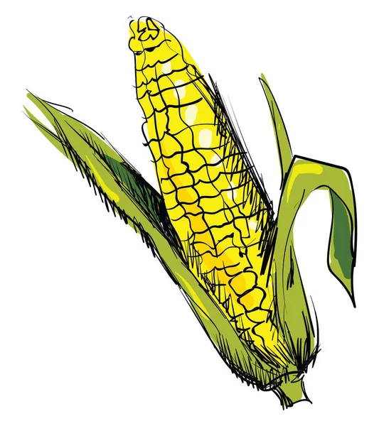 Sweet Corn Drawing