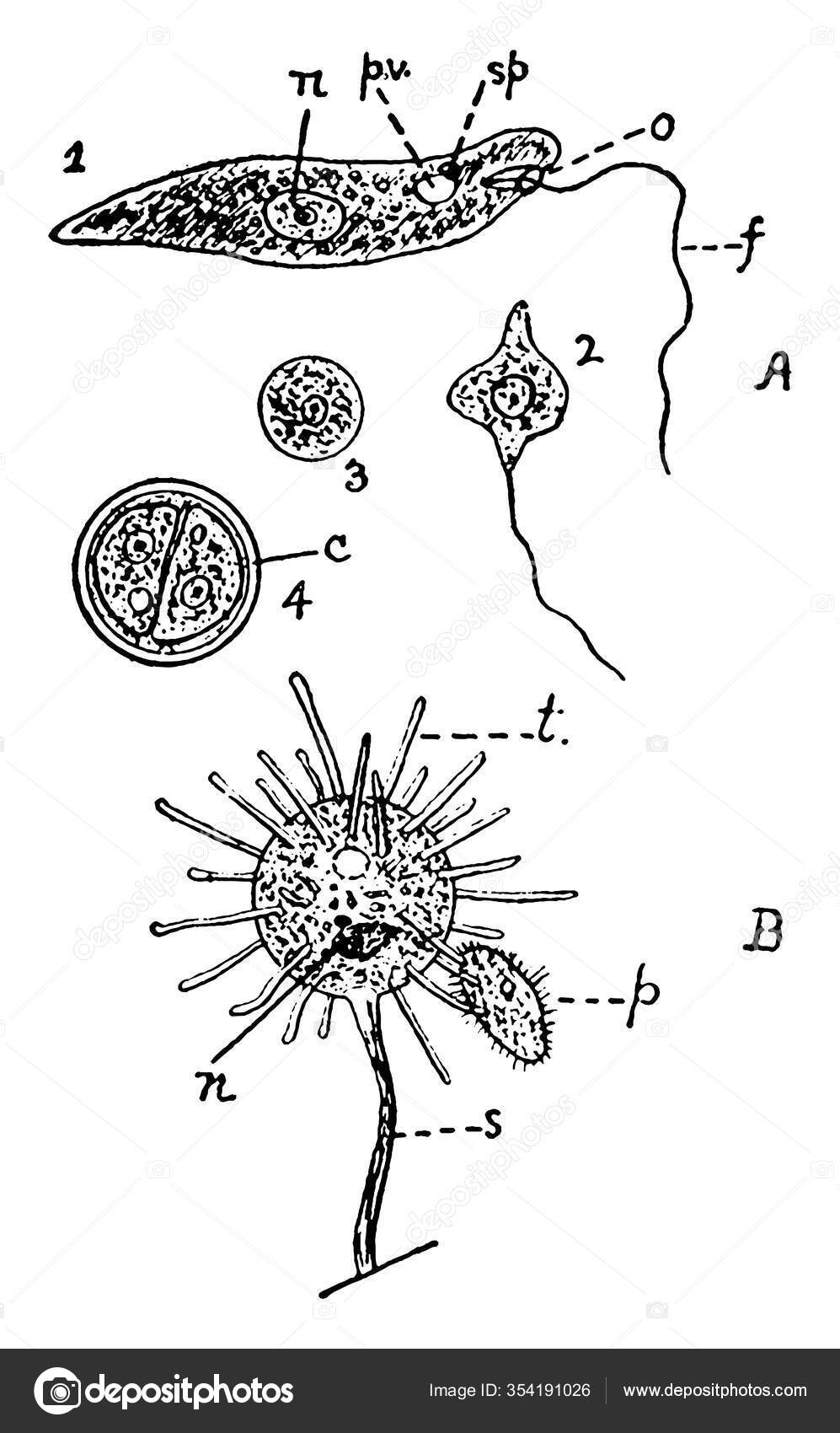 Represents Euglena Viridis Flagellate Infusorian Typical Swimming ...