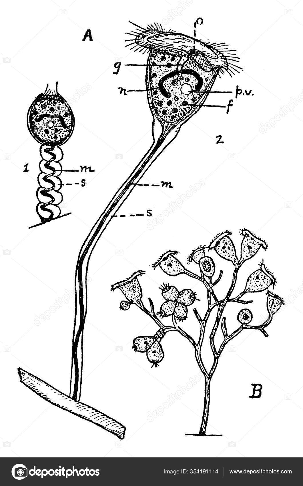 Labeled Vorticella