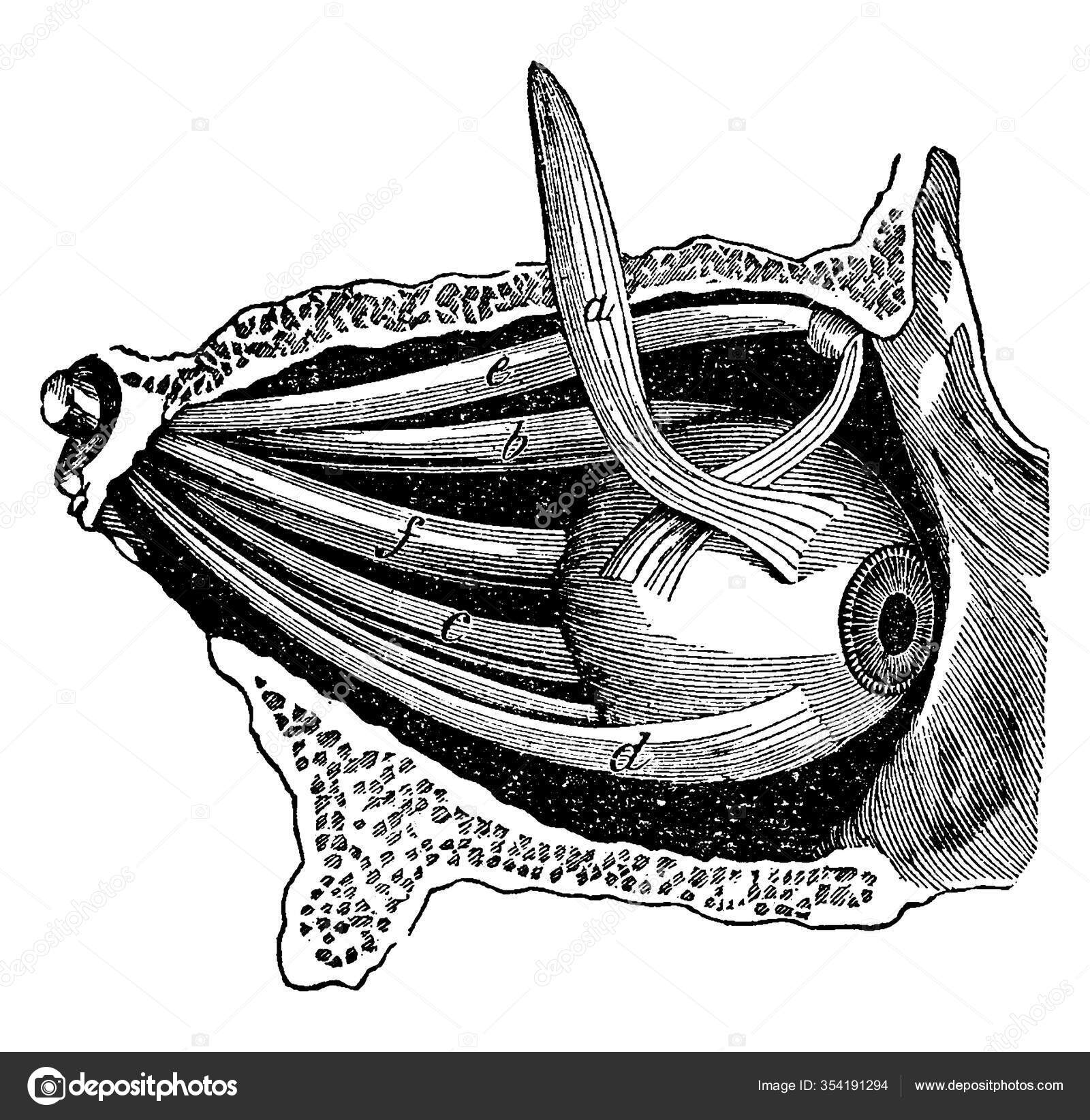 The Side View Inside Eye