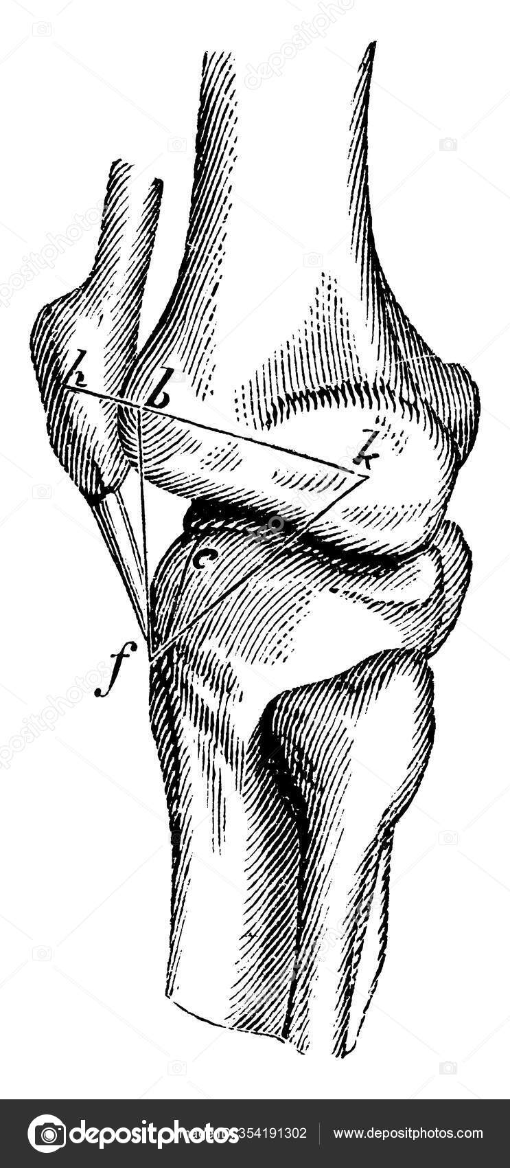 Una Representación Típica Articulación Rodilla Con Las Partes ...