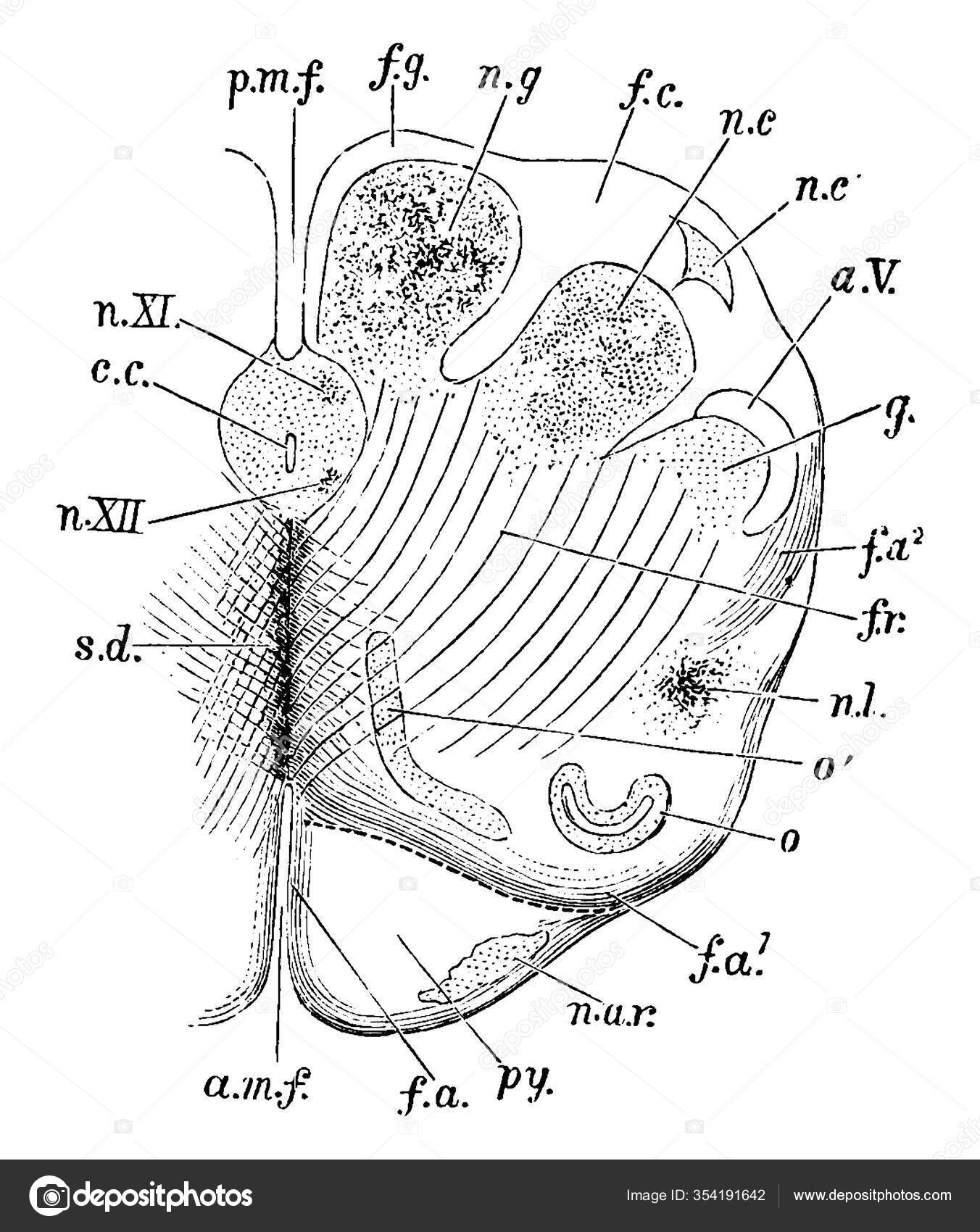 Diagrama De Disección De Cerebro De Rata