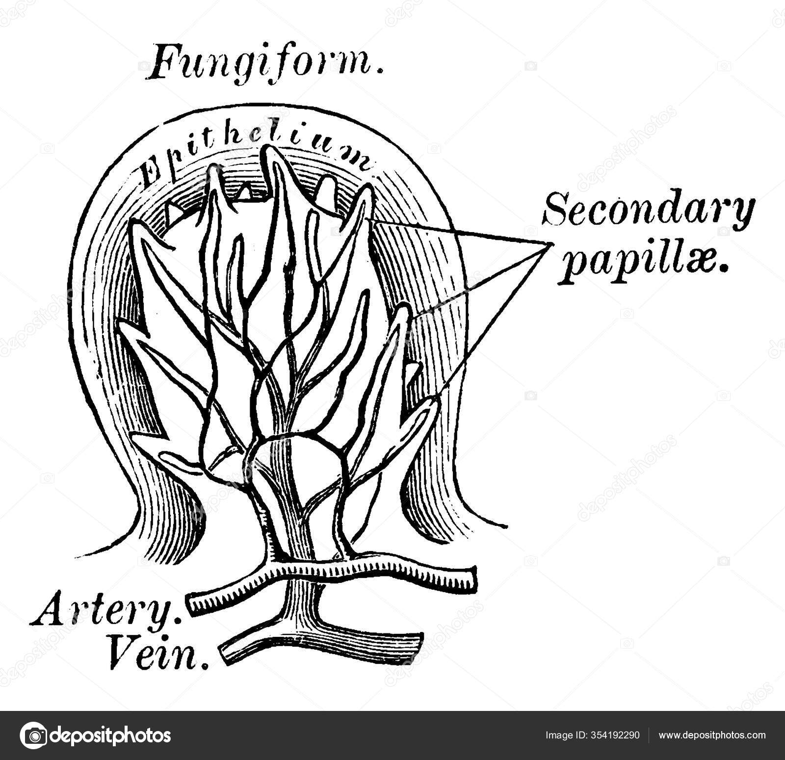 Filiform Papillae White