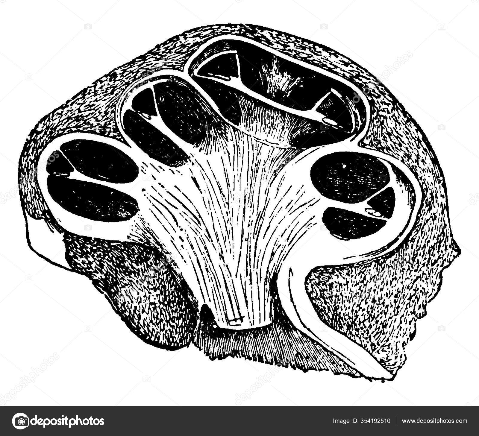 Section Cochlea Line Its Axis Shows Three Different Size Images Stock ...