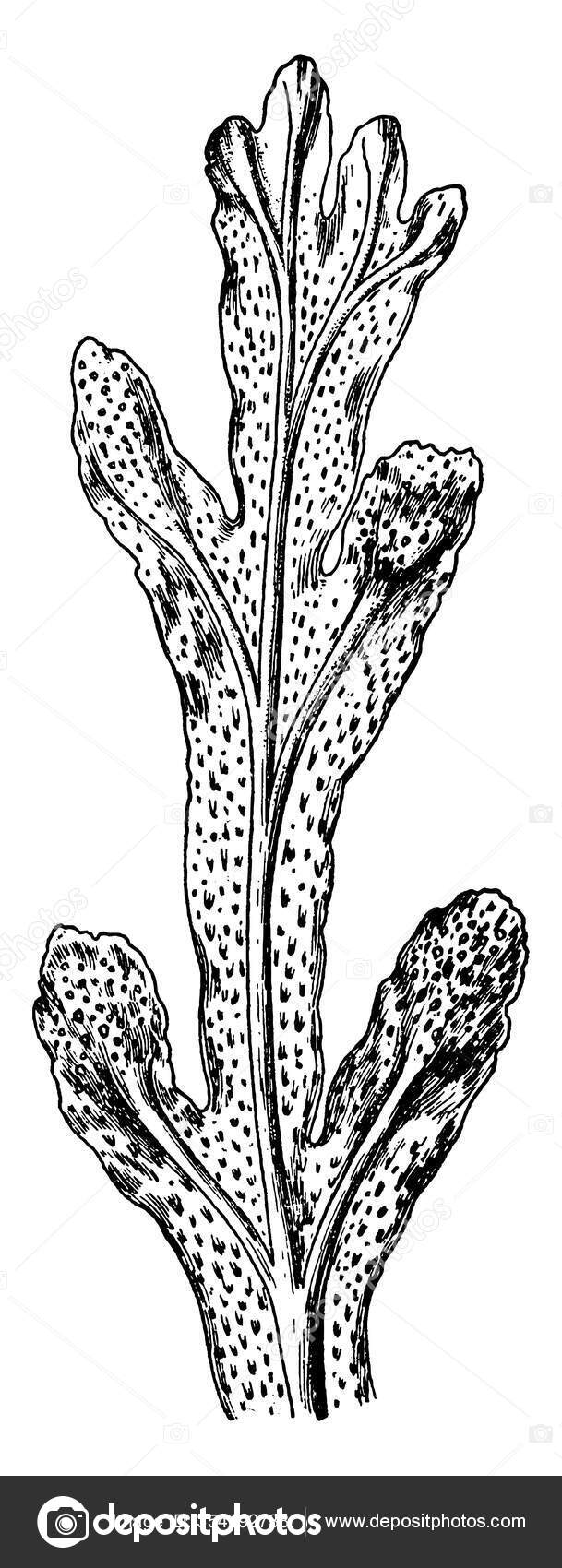 Typical Representation Part Thallus Rockweed Fucus Platycarpus Thallus ...
