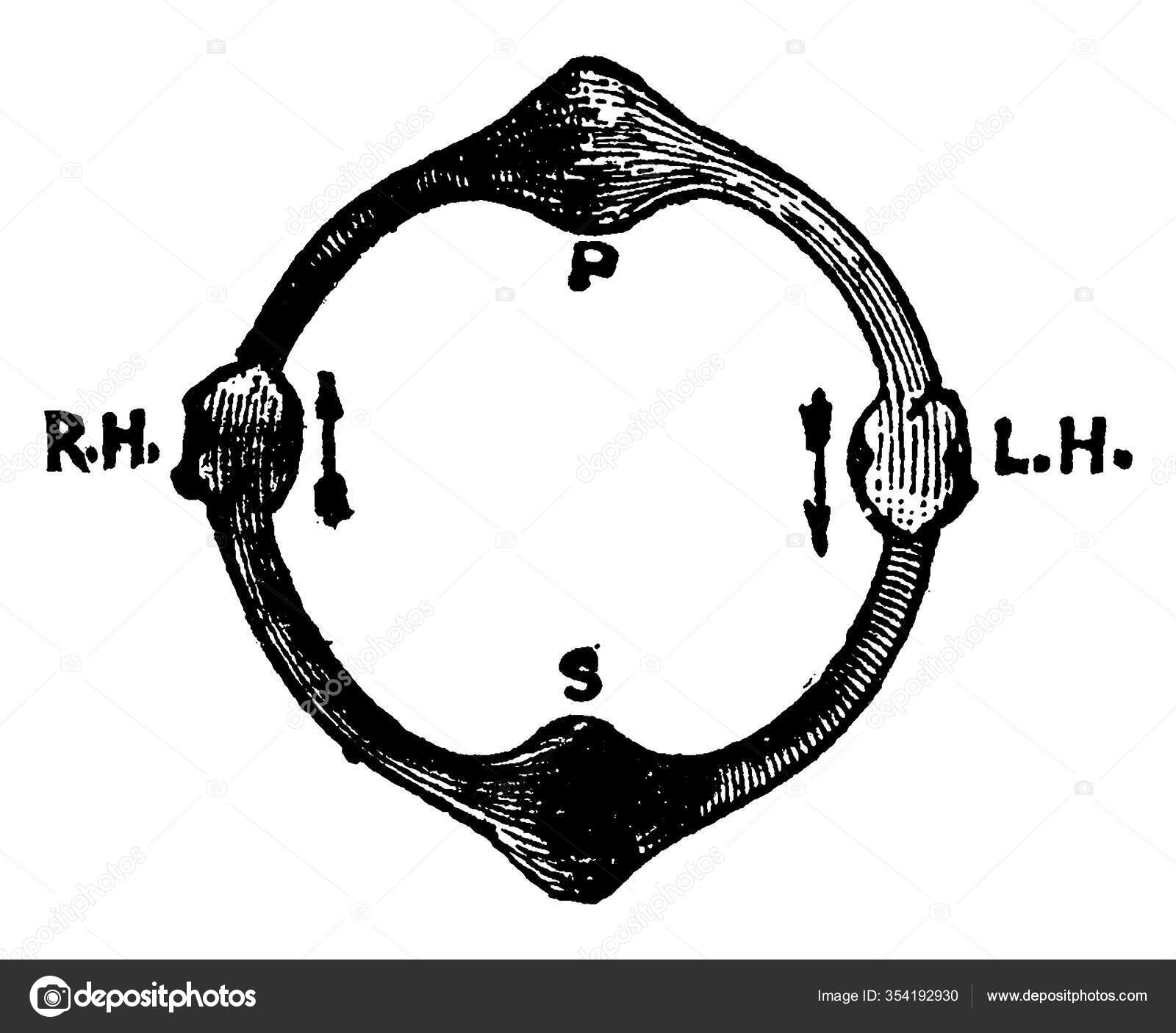 Diagram Circulation Showing Shows Human Systemic Circulations Vintage ...