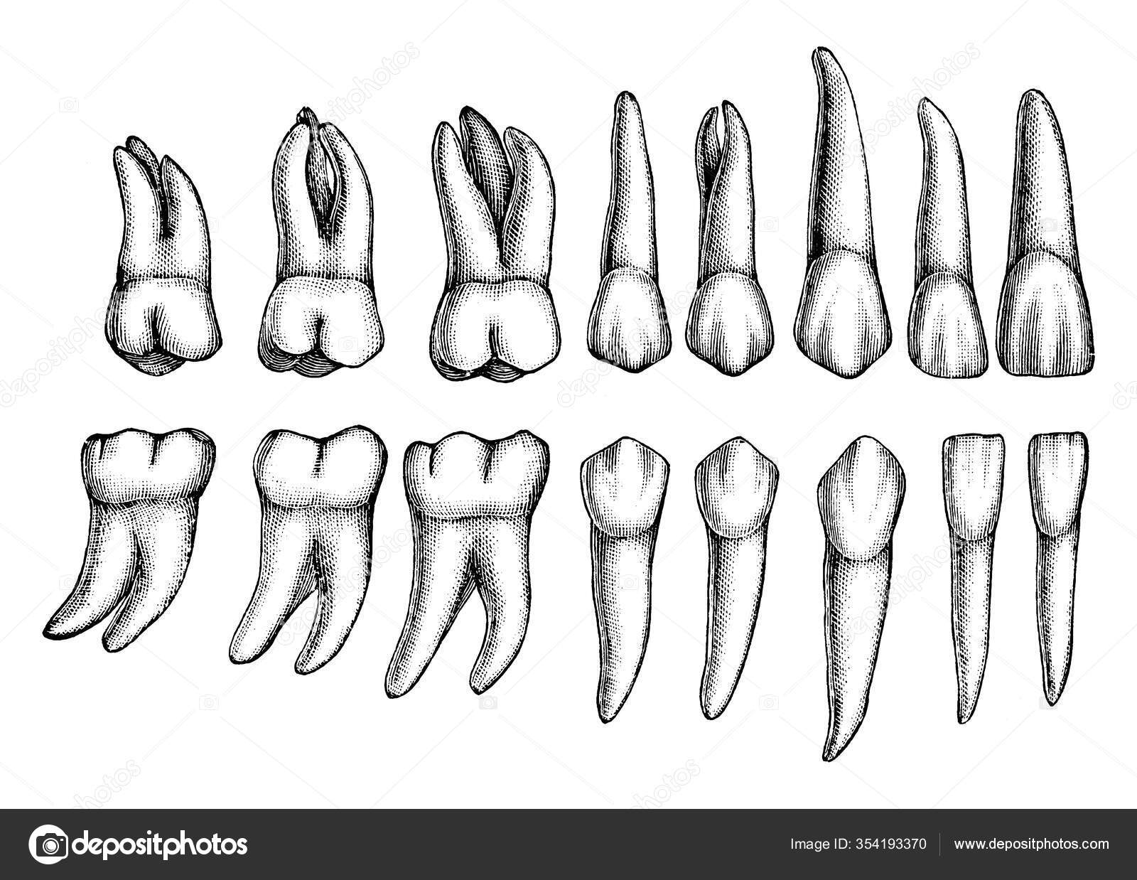Sixteen Different Type Permanent Teeth Shown Teeth Replace Temporary ...