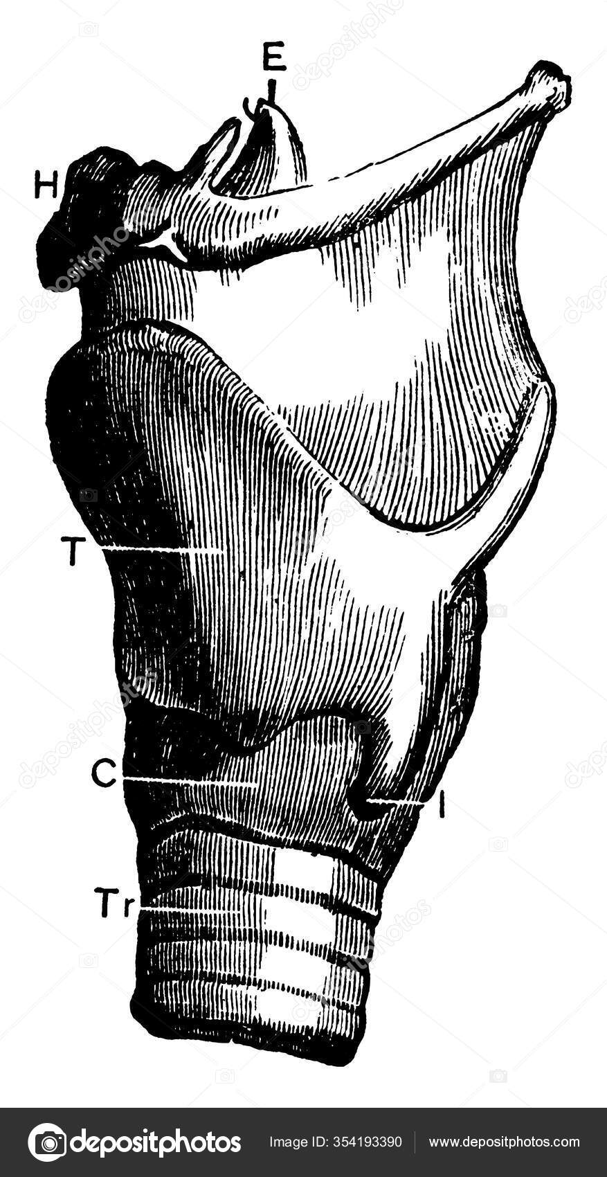 Larynx Side View Parts Thyroid Cartilage Cricoid Cartilage Trachea ...