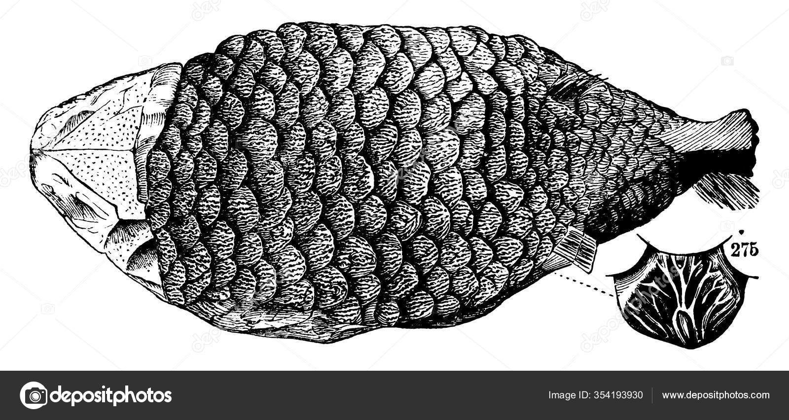 Image Ganoid Fish Ancient Fish Showing Scalps Fish Tale Short Stock ...