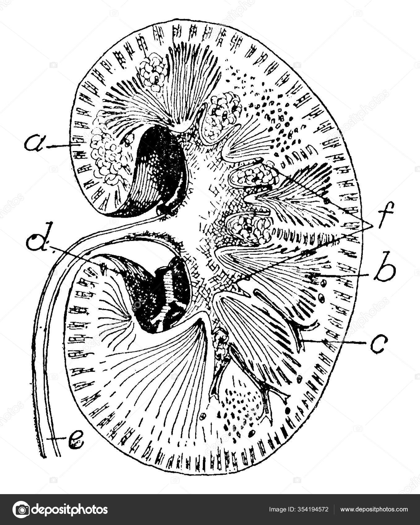 Image vectorielle Coupe Transversale Rein Humain Cortex Médullaire ...