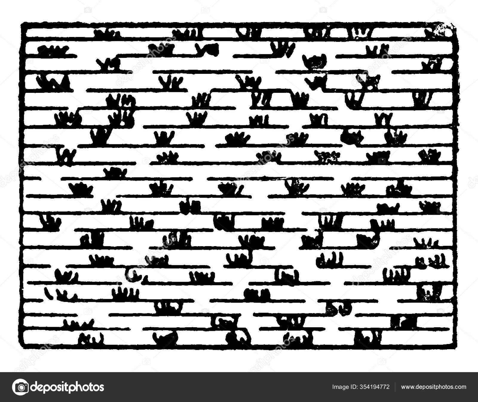 Representation Fresh Marsh Topographical Map Vintage Line Drawing ...