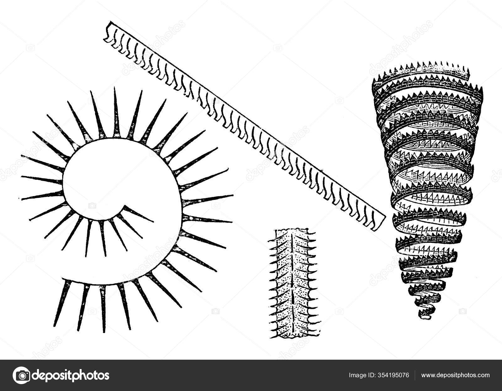 Organisms Colonial Animals Known Fossils Middle Cambrian Shown Here ...