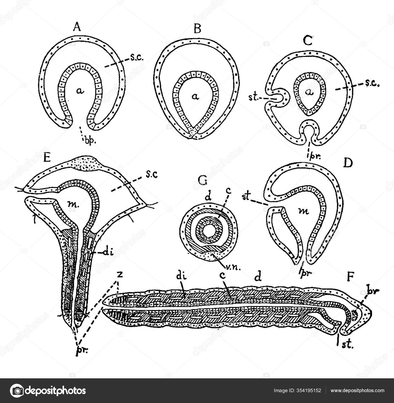 Gastrula Diagram