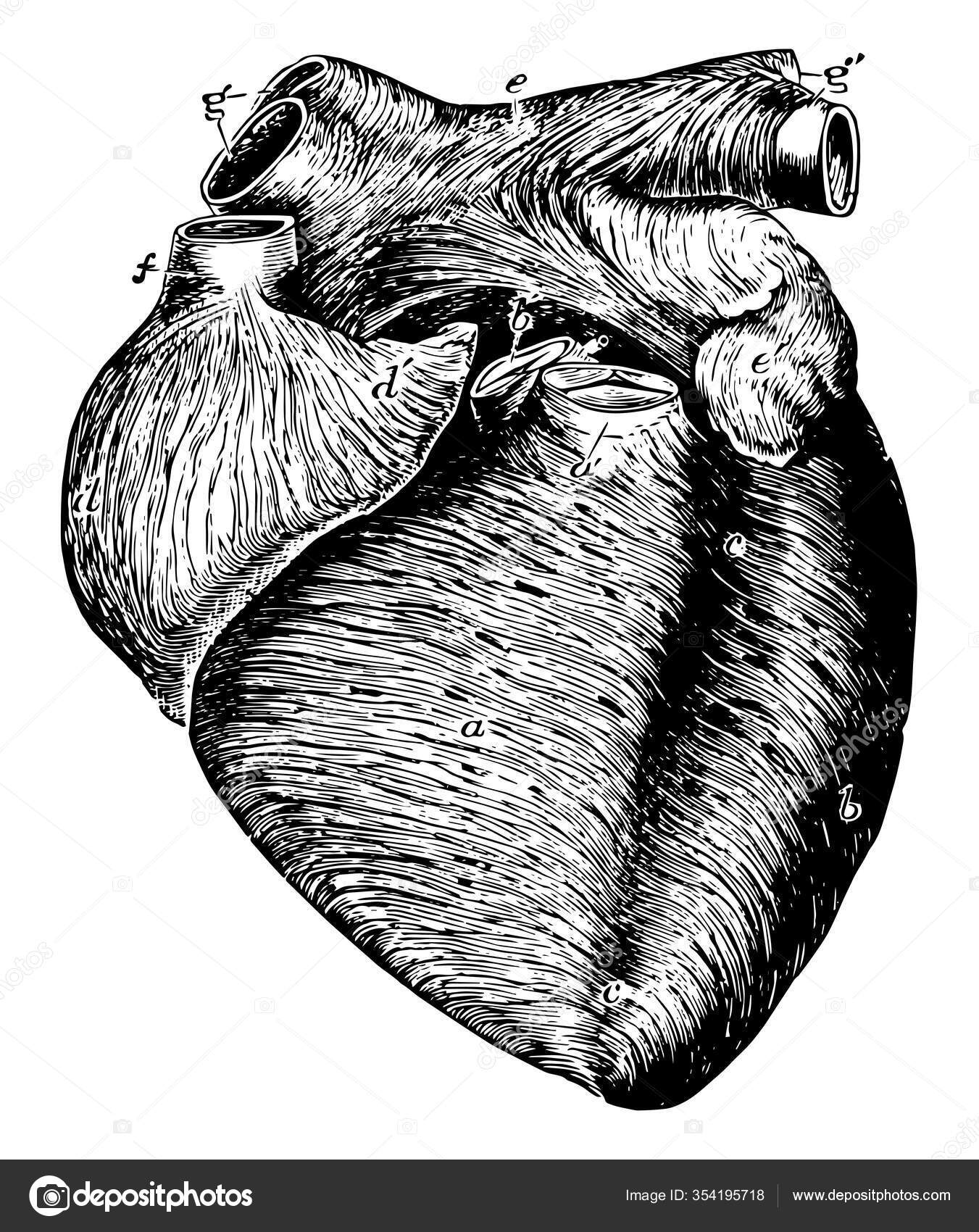 Dette Diagram Repræsenterer Anterior View Heart Vintage Linje Tegning ...