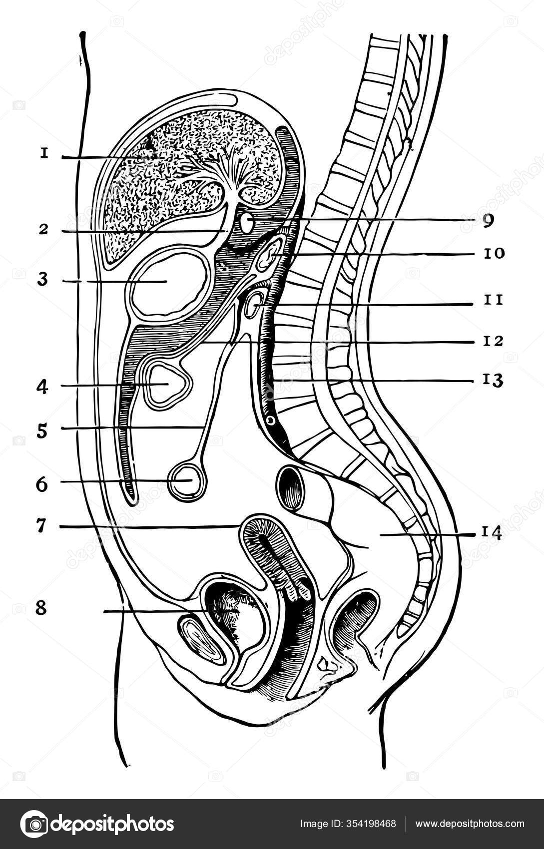 Serous Membrane Diagram