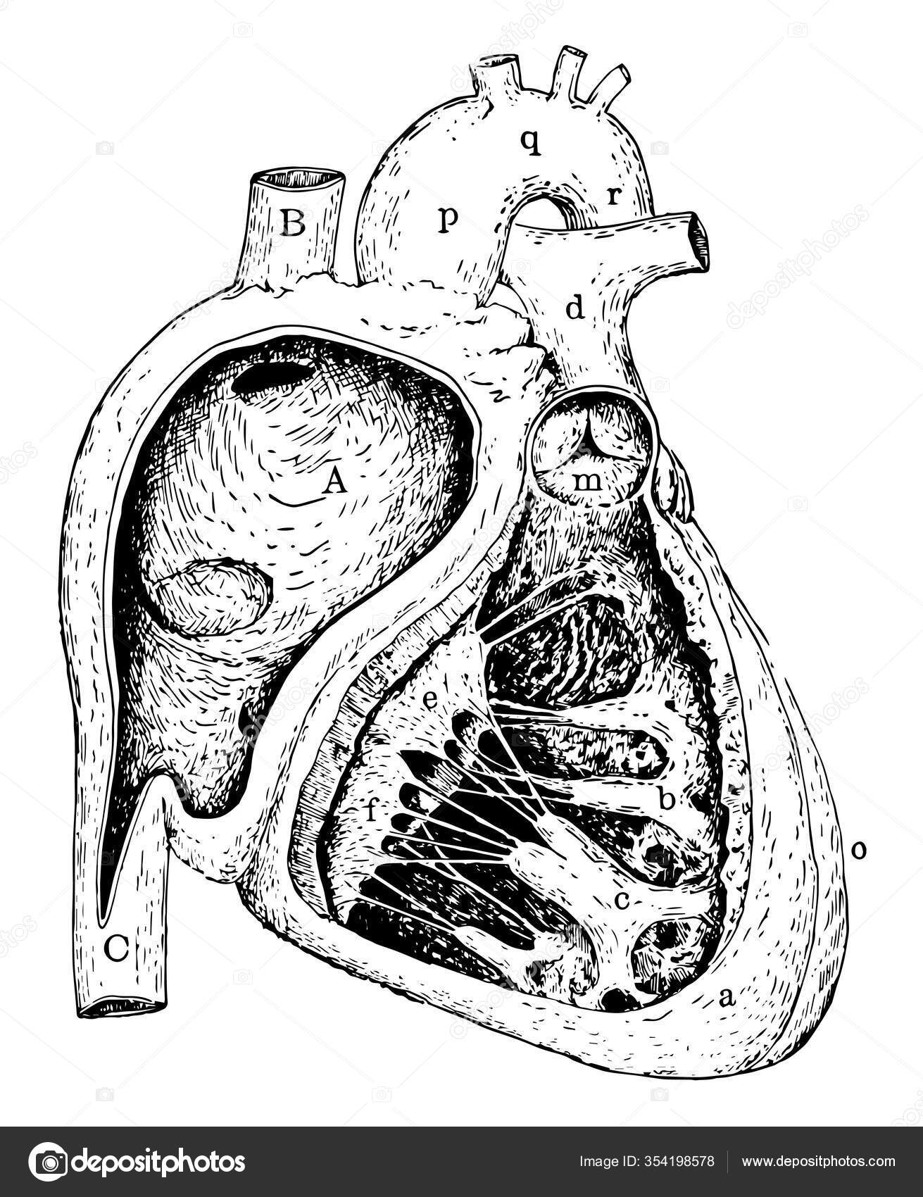 Este Diagrama Representa Lado Derecho Del Corazón Dibujo Línea Vintage ...