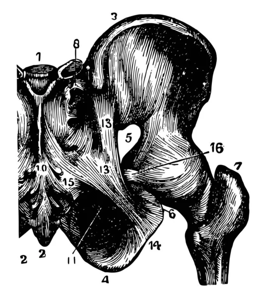 Illustration Represents Dislocation Humerus Vintage Line Drawing ...