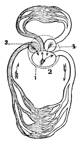 Pericardium Vector Art Stock Images | Depositphotos