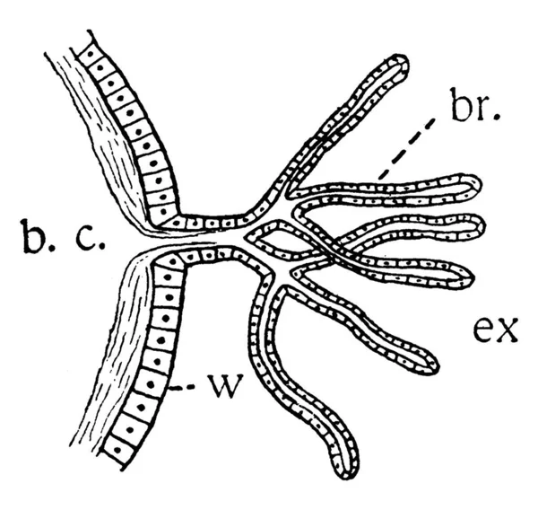 Body fluids Vector Art Stock Images | Depositphotos
