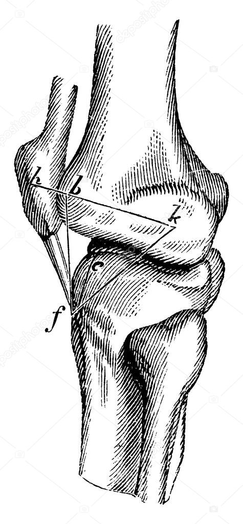 Una Representación Típica Articulación Rodilla Con Las Partes ...