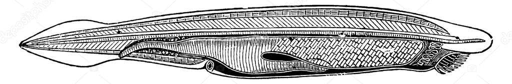 Lancelet Stock Vectors, Royalty Free Lancelet Illustrations ...