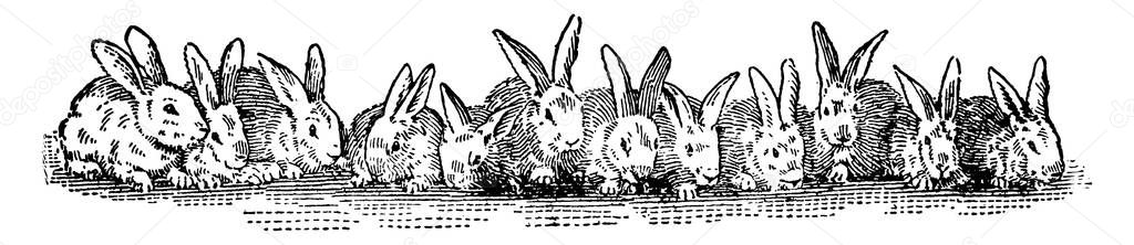 76 Three white rabbits Vector Images | Depositphotos