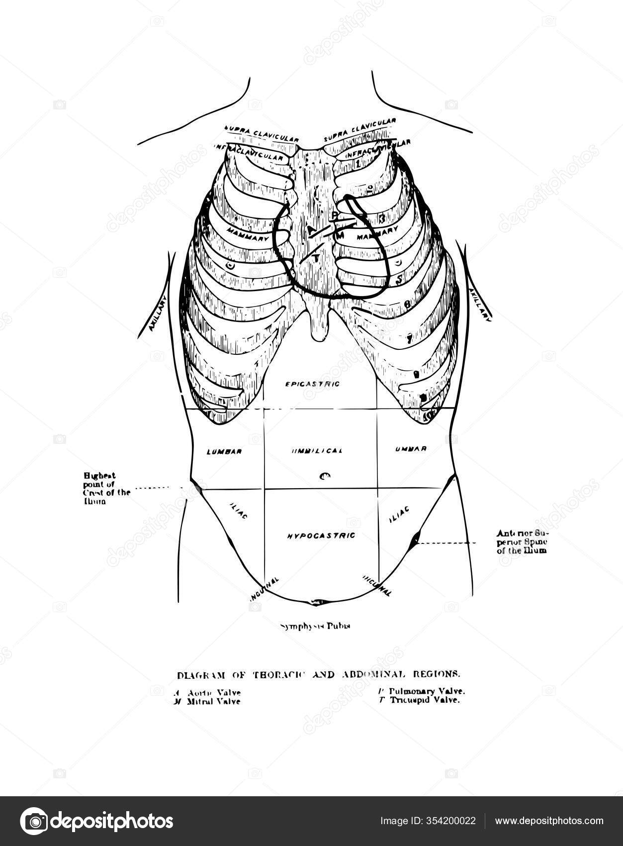 Ábra Mutatja Mellkasi Hasi Régiók Egy Emberi Szüreti Vonalas Rajz Stock ...