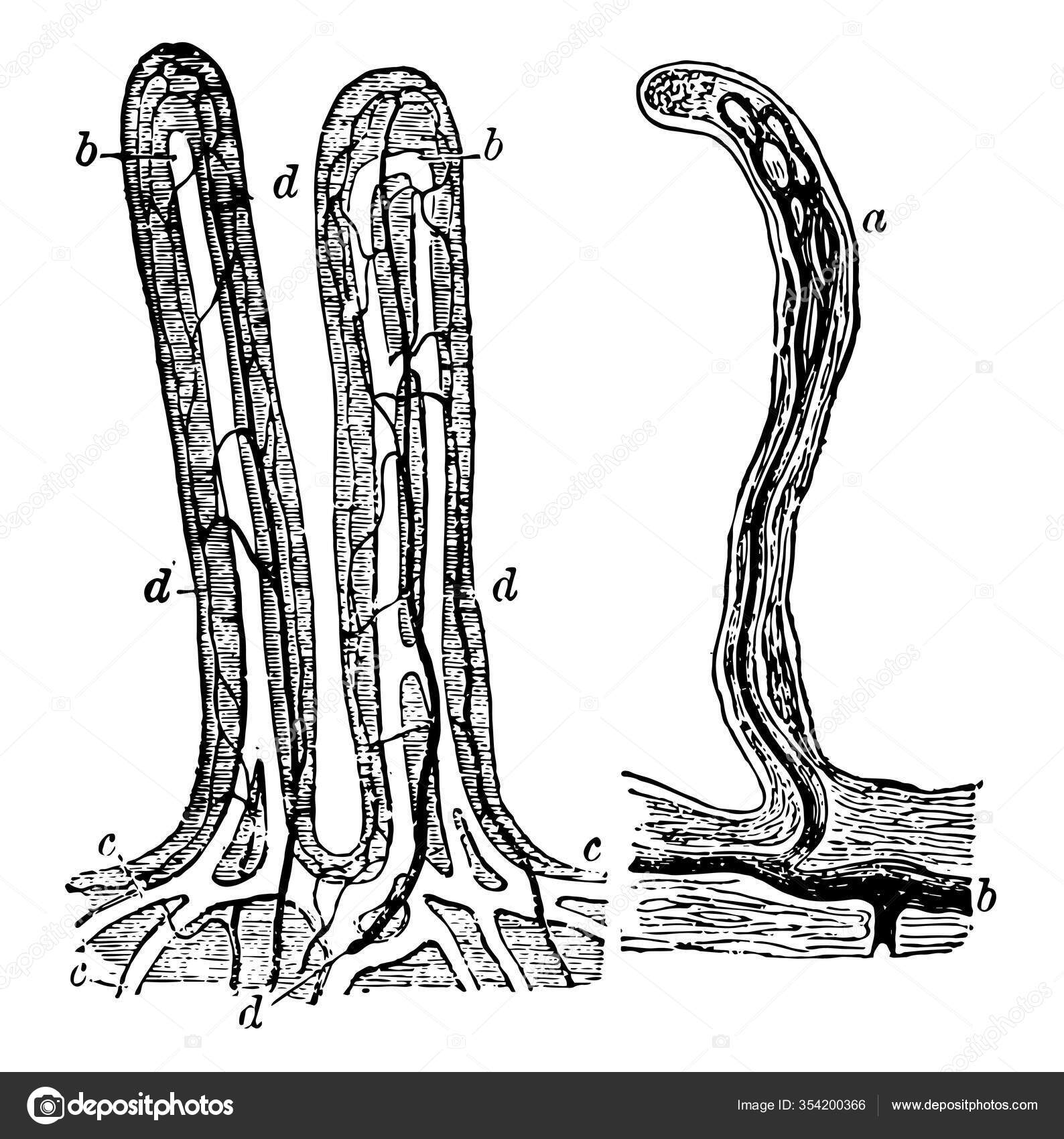 Cartoon Villi