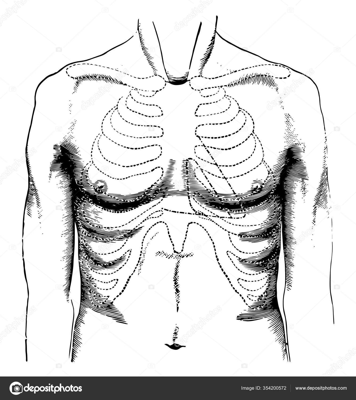 Human Chest Drawing