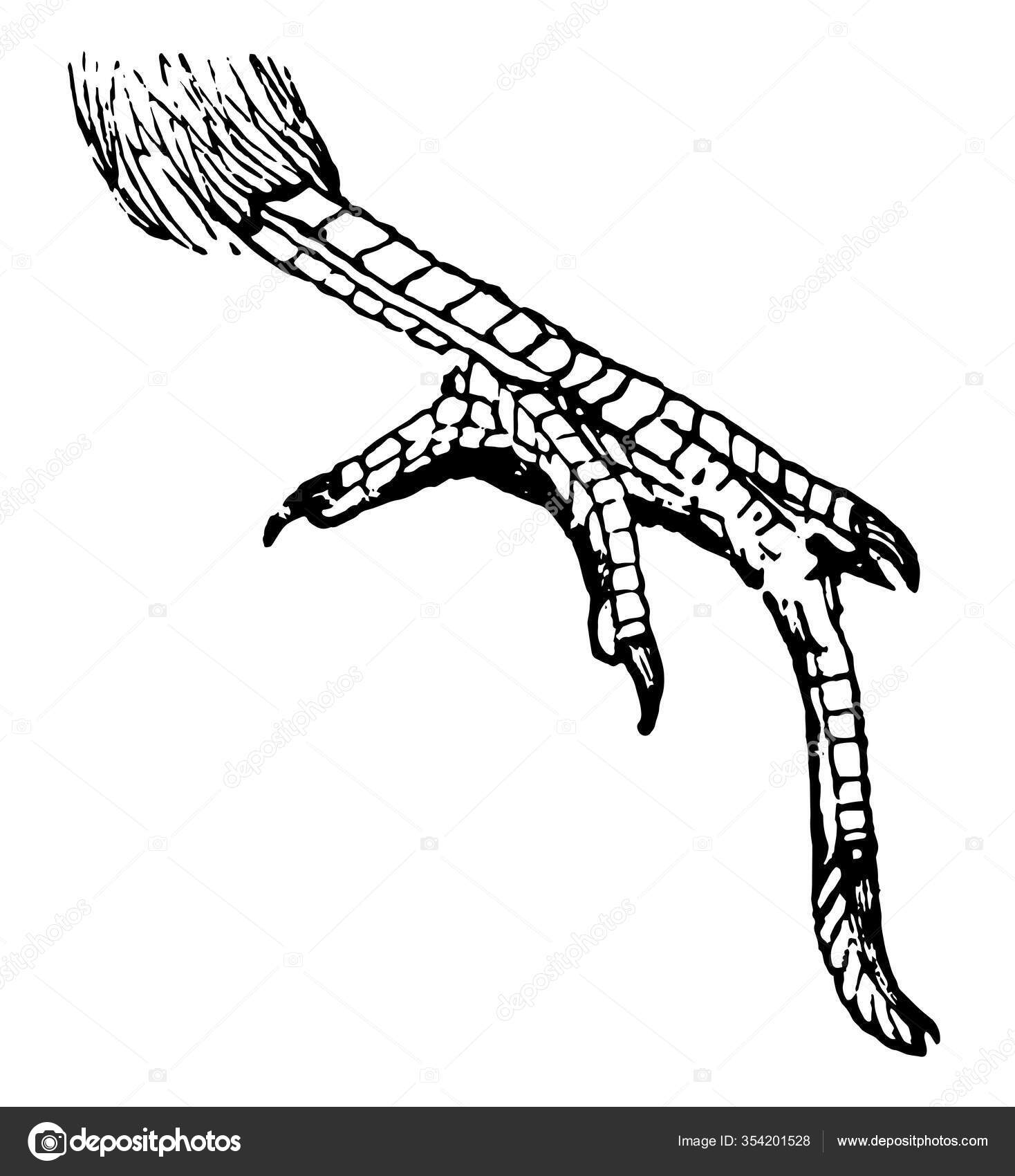 Foot Goat Sucker Distinctively Longer Middle Toe Vintage Line Drawing ...