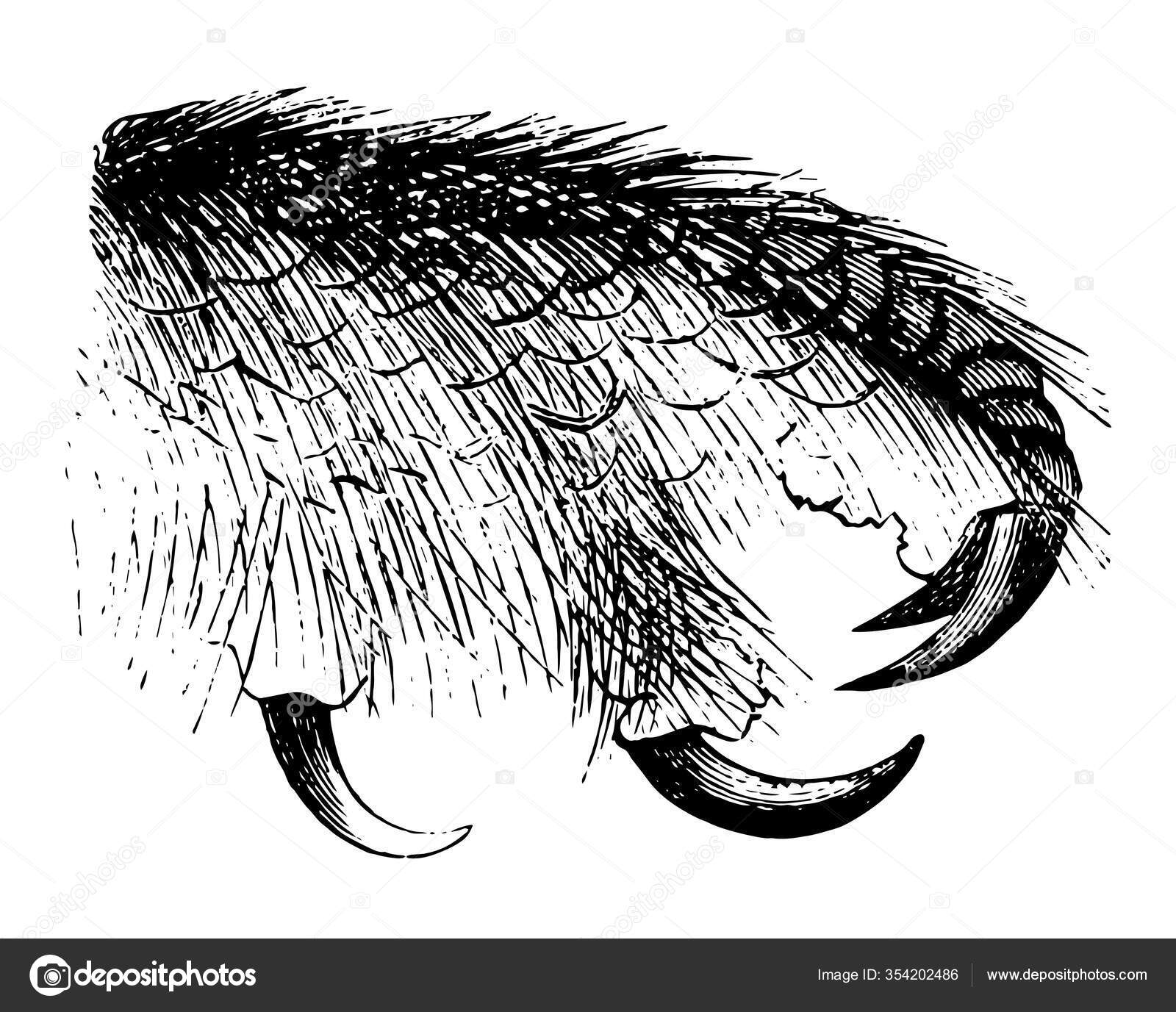 Image Represents Owl Foot Vintage Line Drawing Engraving Illustration ...