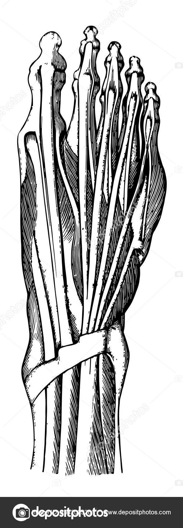 Tendons Top Right Foot Vintage Line Drawing Engraving Illustration ...