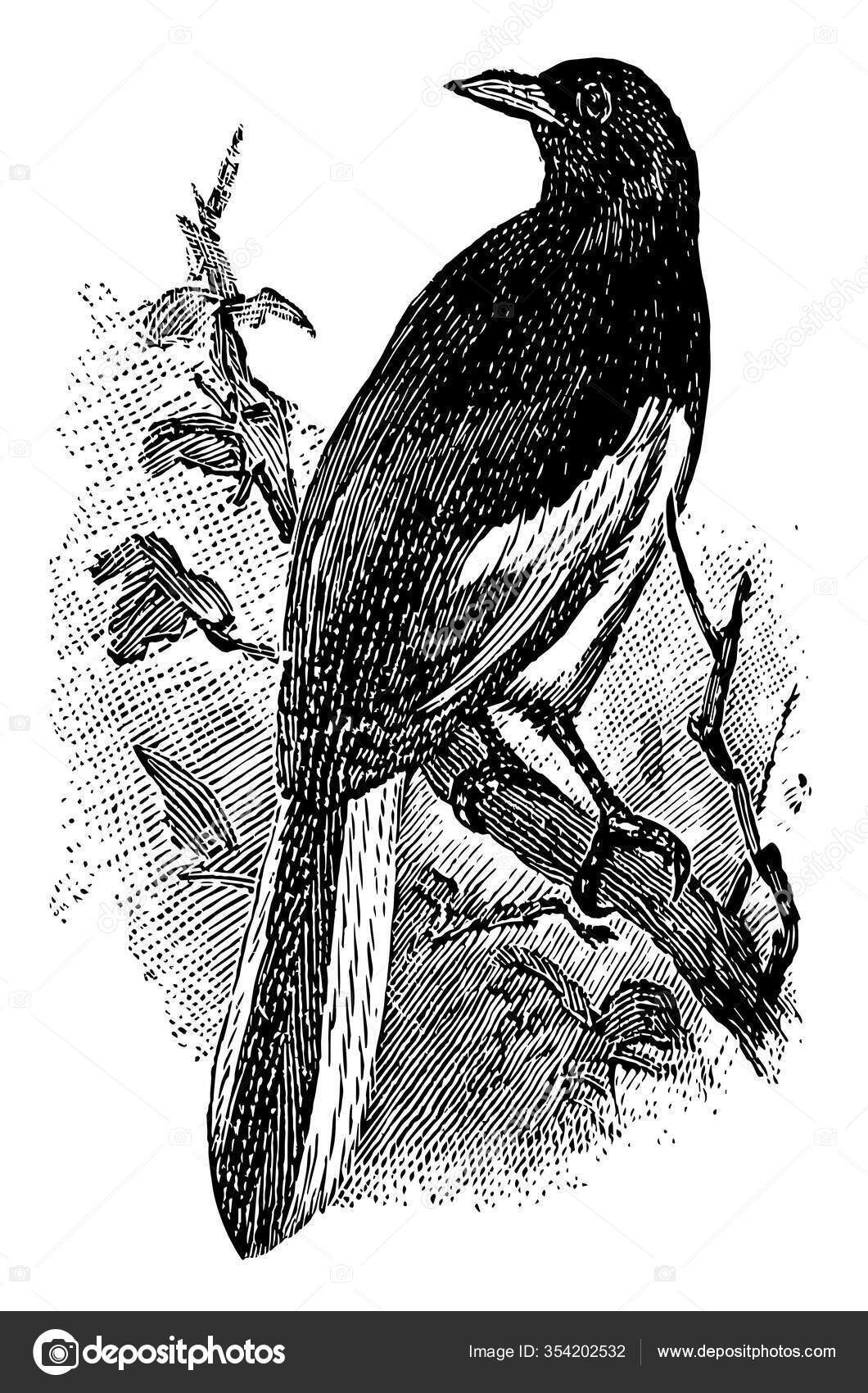 Magpie Robin Perched Branch Vintage Line Drawing Engraving Illustration ...