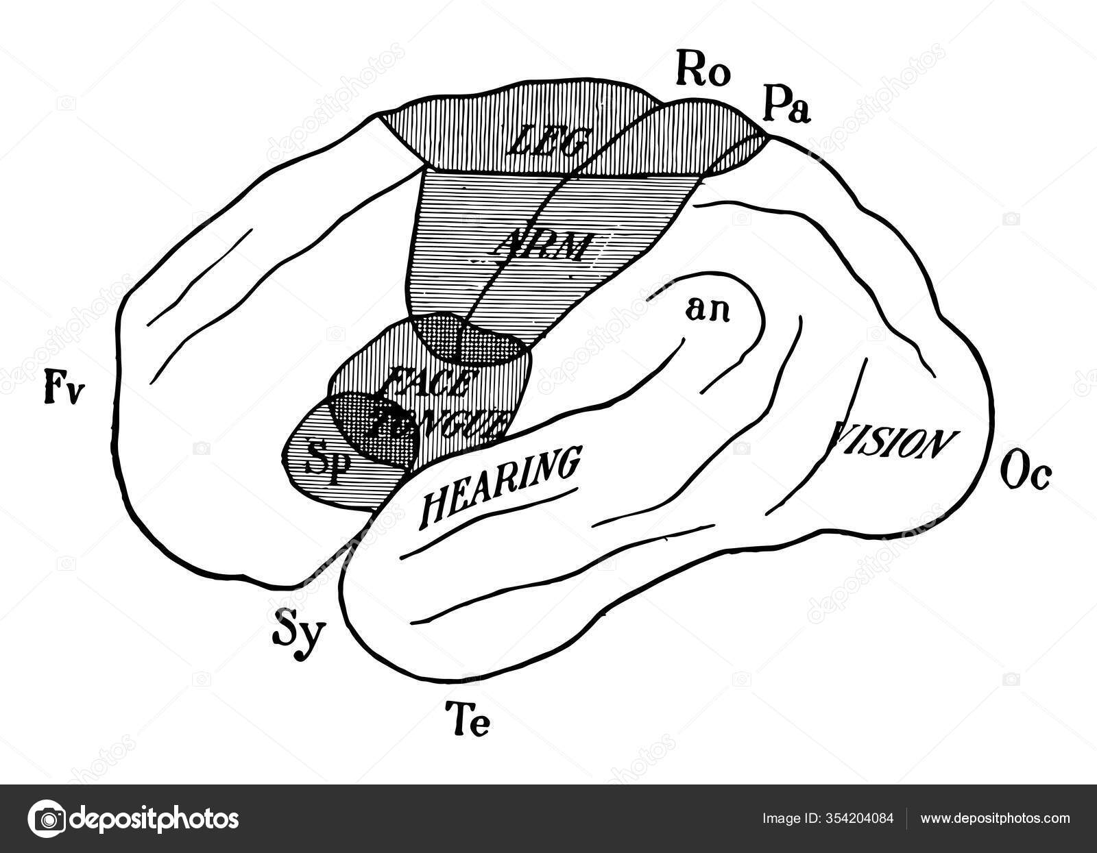 Diagram Outer Surface Left Cerebral Hemisphere Illustrate Localization ...