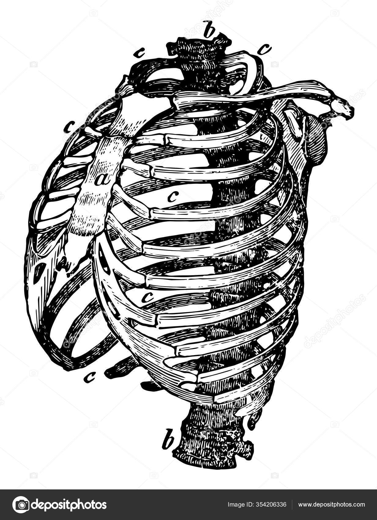 Illustration Represents Structure Chest Vintage Line Drawing Engraving ...