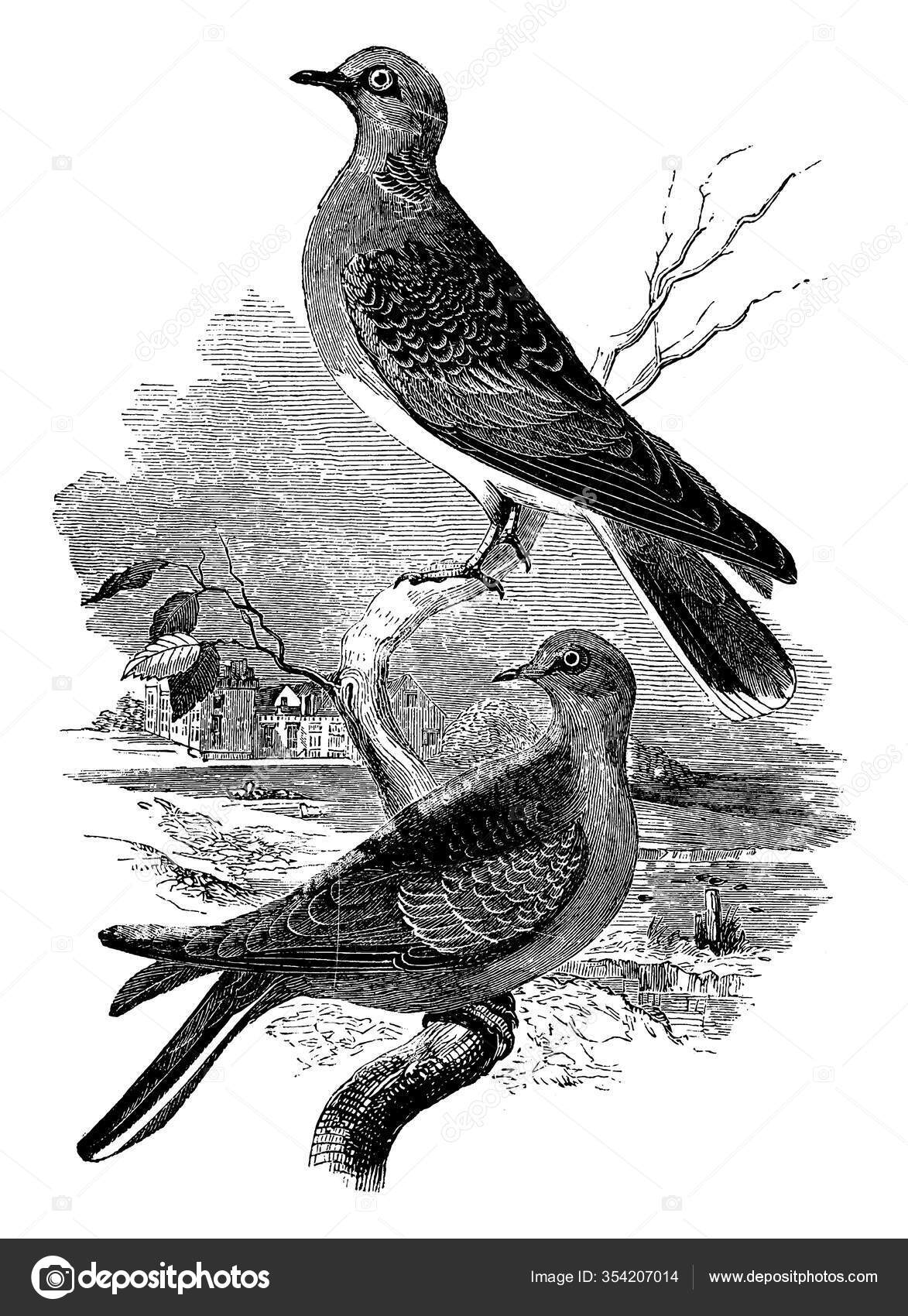 Turtle Doves Drawings