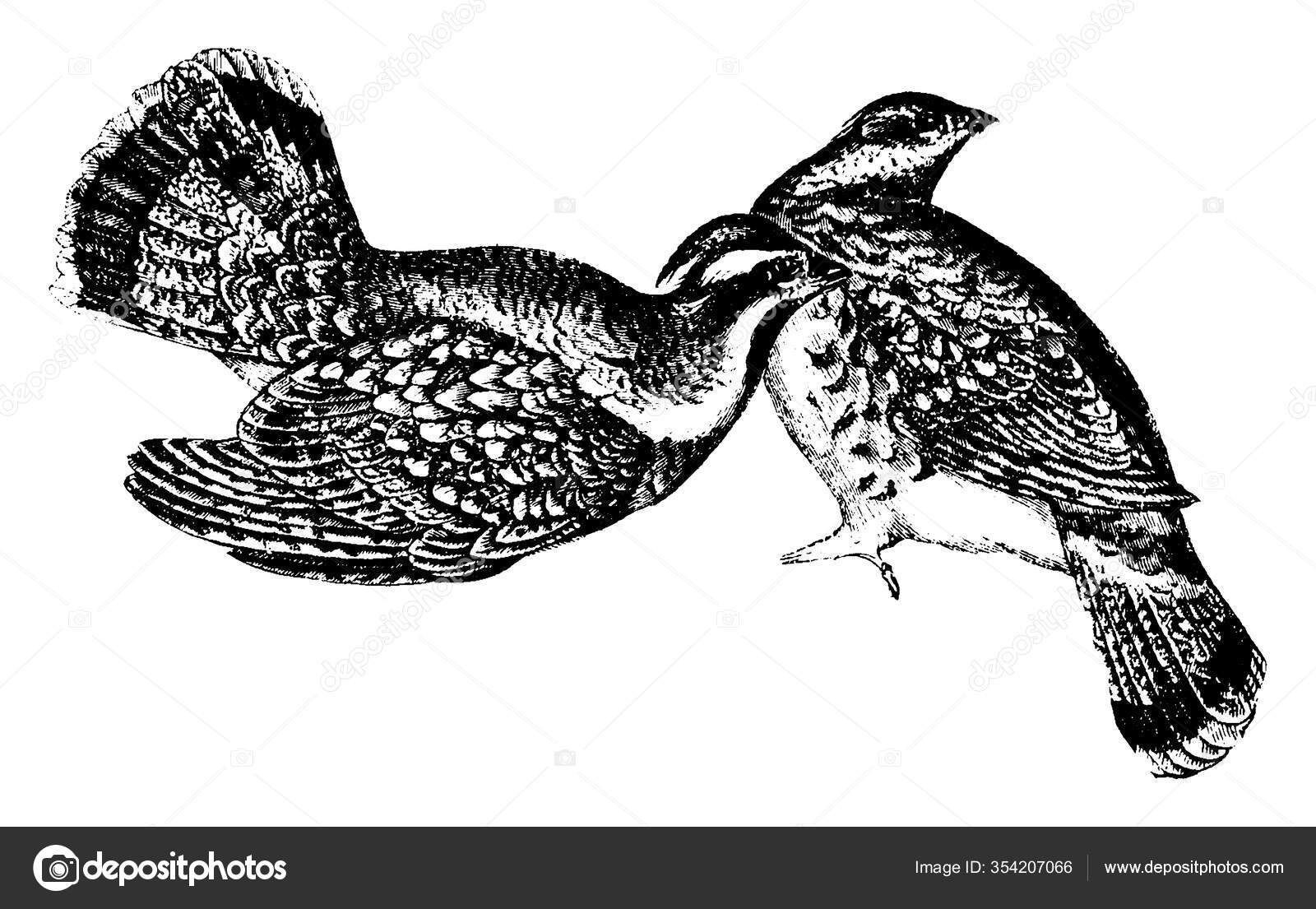 Ruffed Grouse American Bird Vintage Line Drawing Engraving Illustration ...