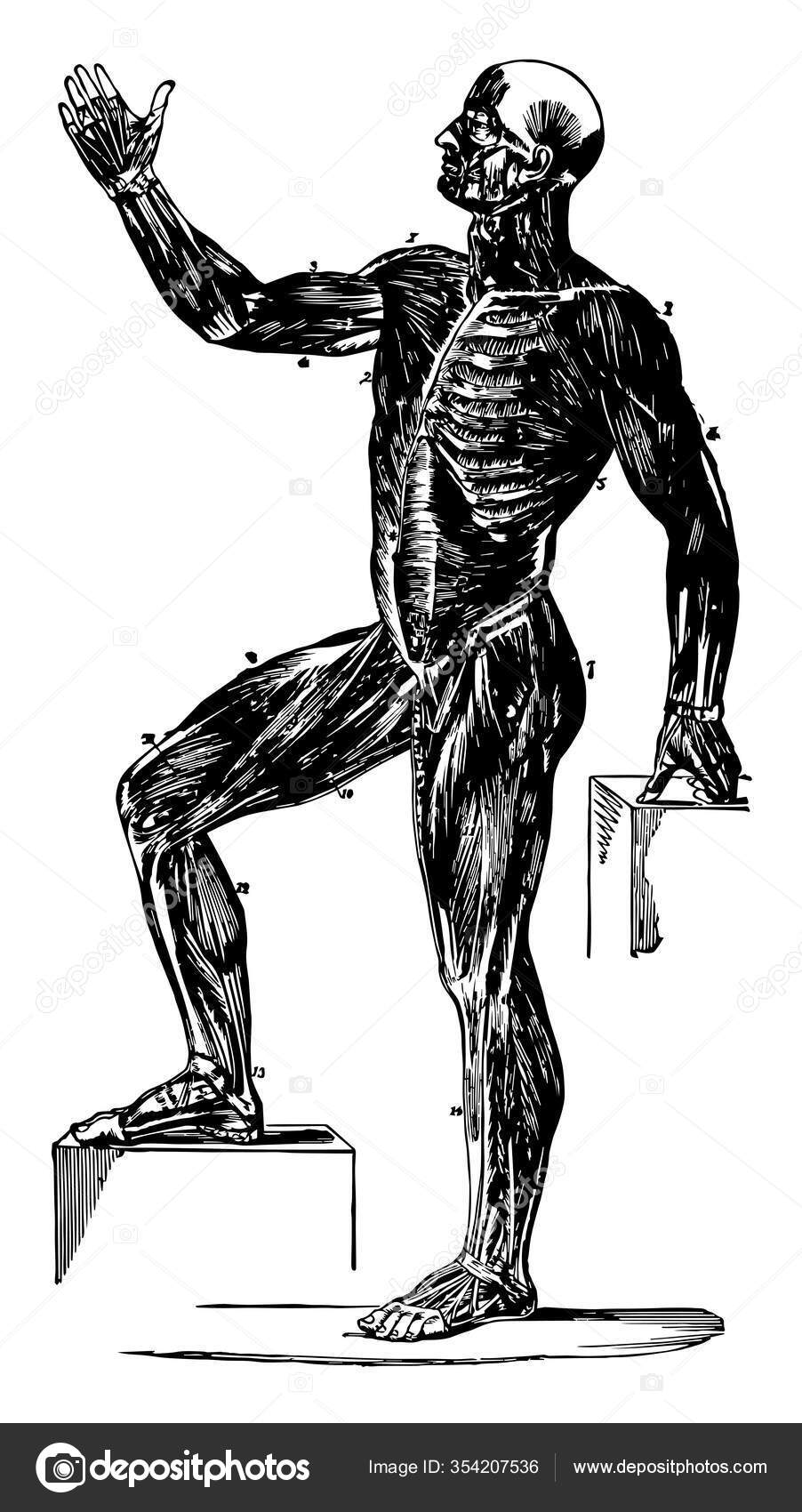Illustration Represents Front View Muscles Body Vintage Line Drawing ...
