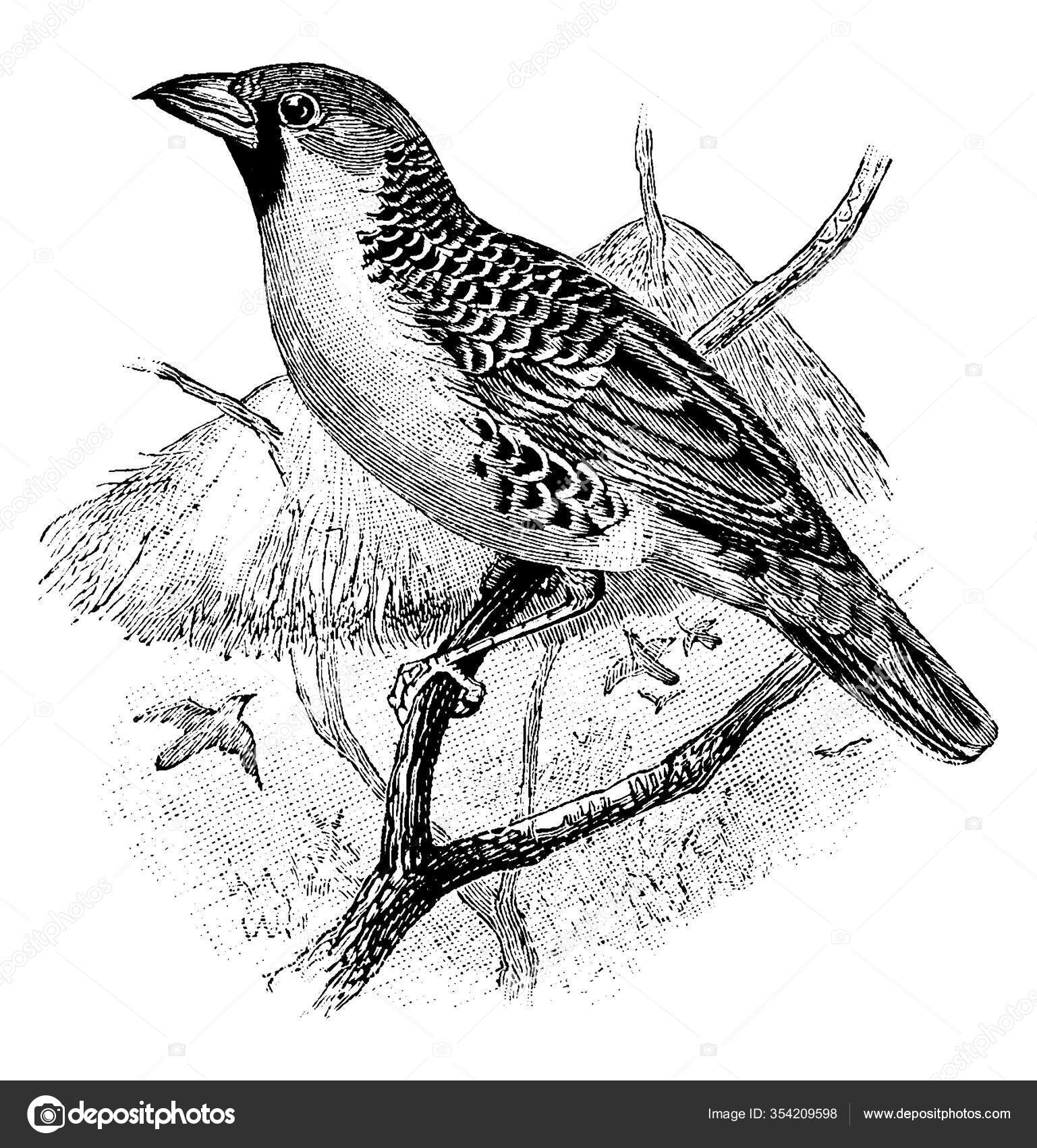 Image Represents Weaver Bird Vintage Line Drawing Engraving ...