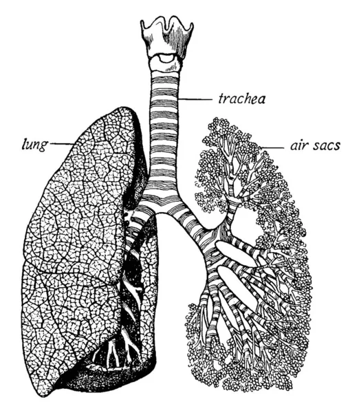 24,502,526 Thoracic trachea Vector Images | Depositphotos