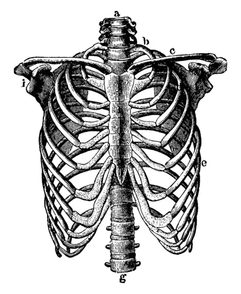 Sternum or Breastbone, vintage engraving. — Stock Vector © Morphart ...