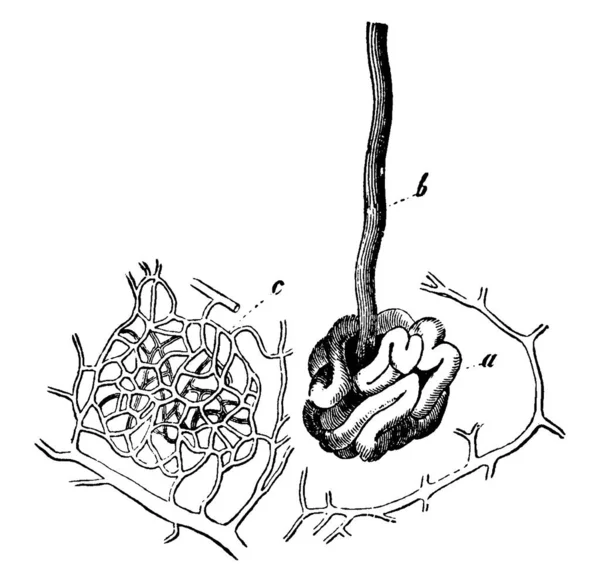 Racine adventive images libres de droit, photos de Racine adventive ...