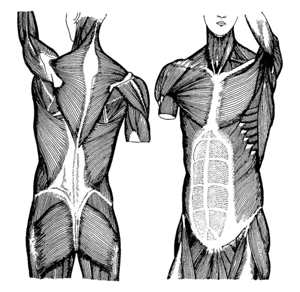 Illustration Represents Cutaneous Nerves Body Vintage Line Drawing ...