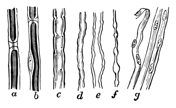 Nerve fibers Vector Art Stock Images | Depositphotos