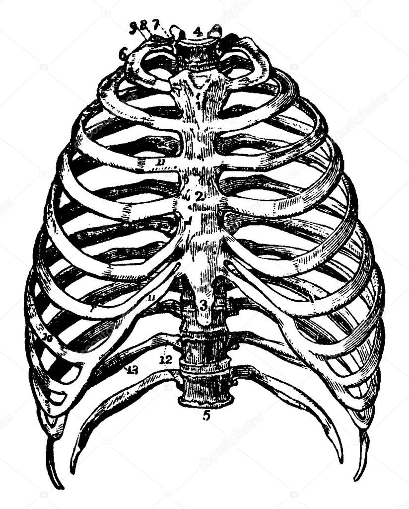 Esta ilustración representa Los huesos del tórax, dibujo de línea ...