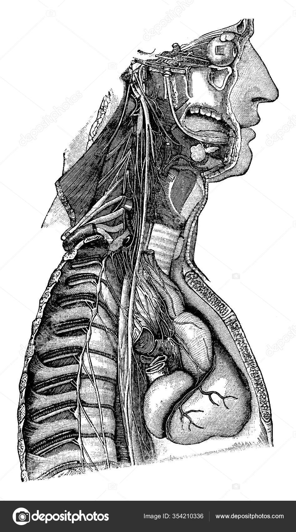 Esta Ilustración Representa Nervio Simpático Dibujo Línea Vintage ...